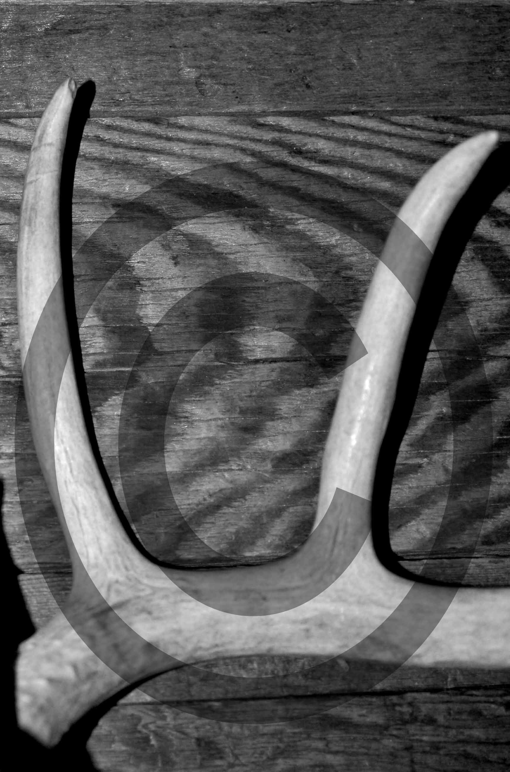 Antler Alphabet Art Letter Digital Download - Etsy