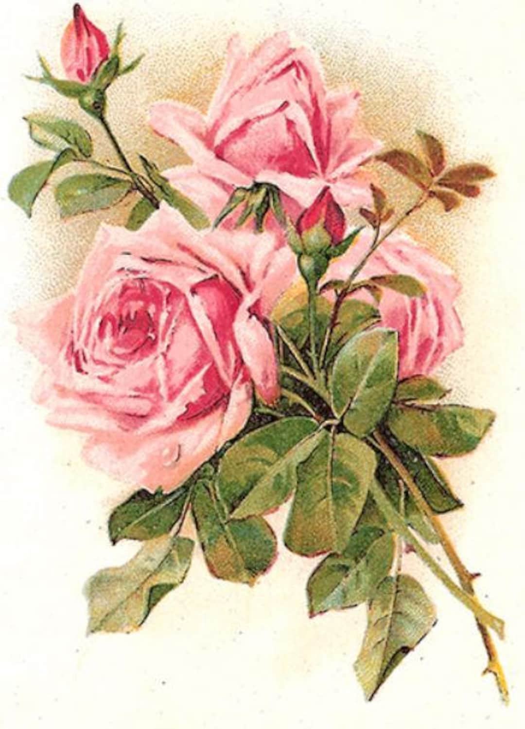 Vintage XL Gorgeous Pink Cabbage Rose Shabby Decals ~furniture Size~ - Etsy