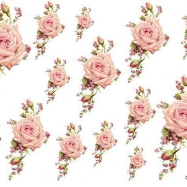 Pink Cabbage Rose - Etsy