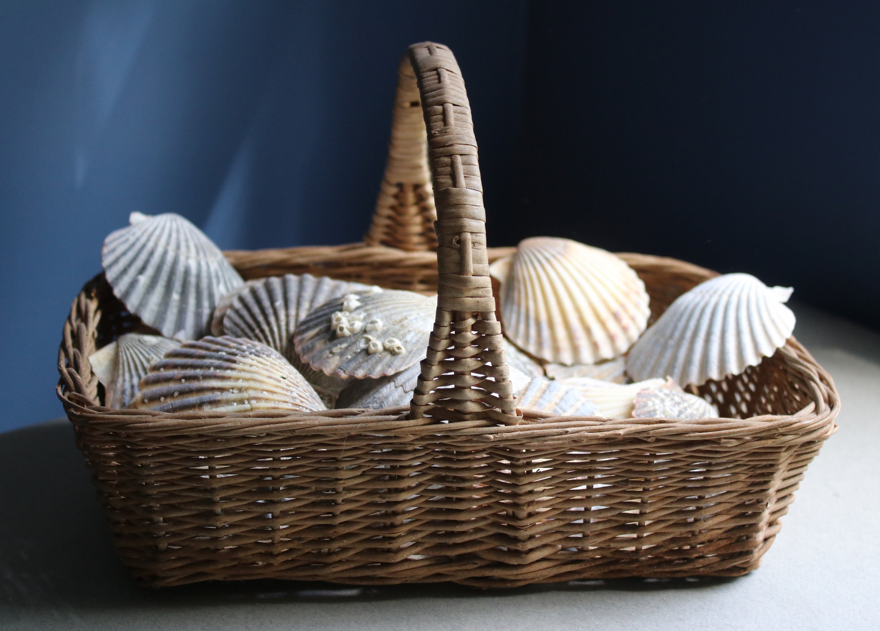 Basket of Seashells