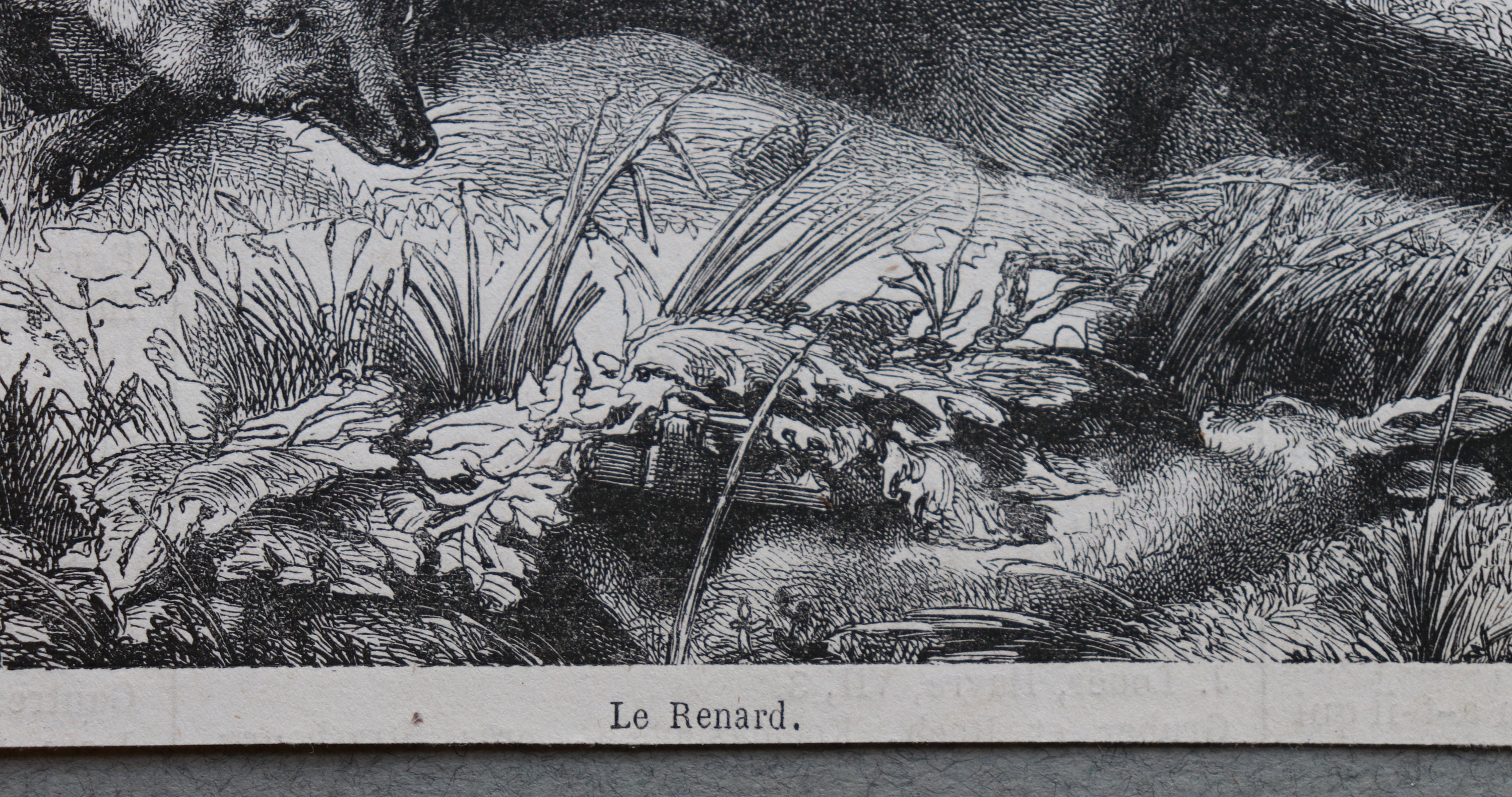 Antique French Print- Le Renard (The Fox)