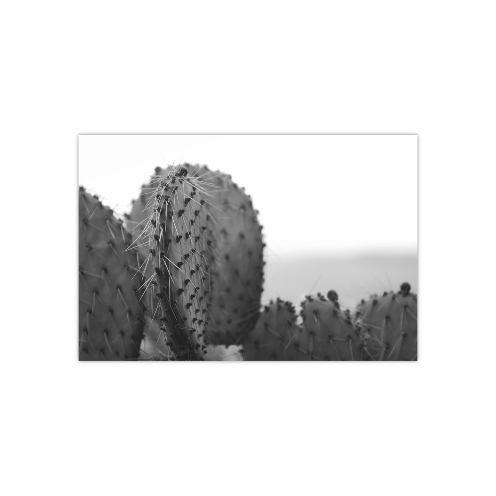Cactus Black and White Photograph Satin Print - Etsy