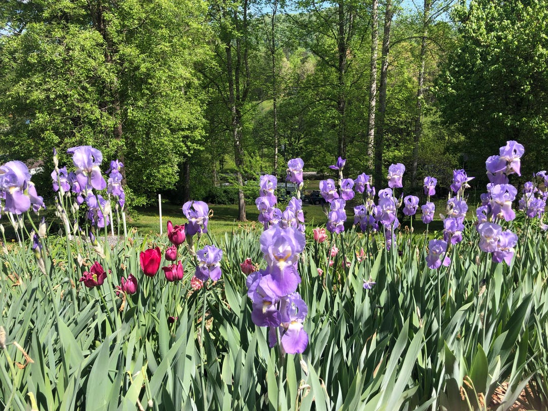 7 Tall Bearded Iris Rhizome Light Purple Live Plants Bulbs Perennial - Etsy