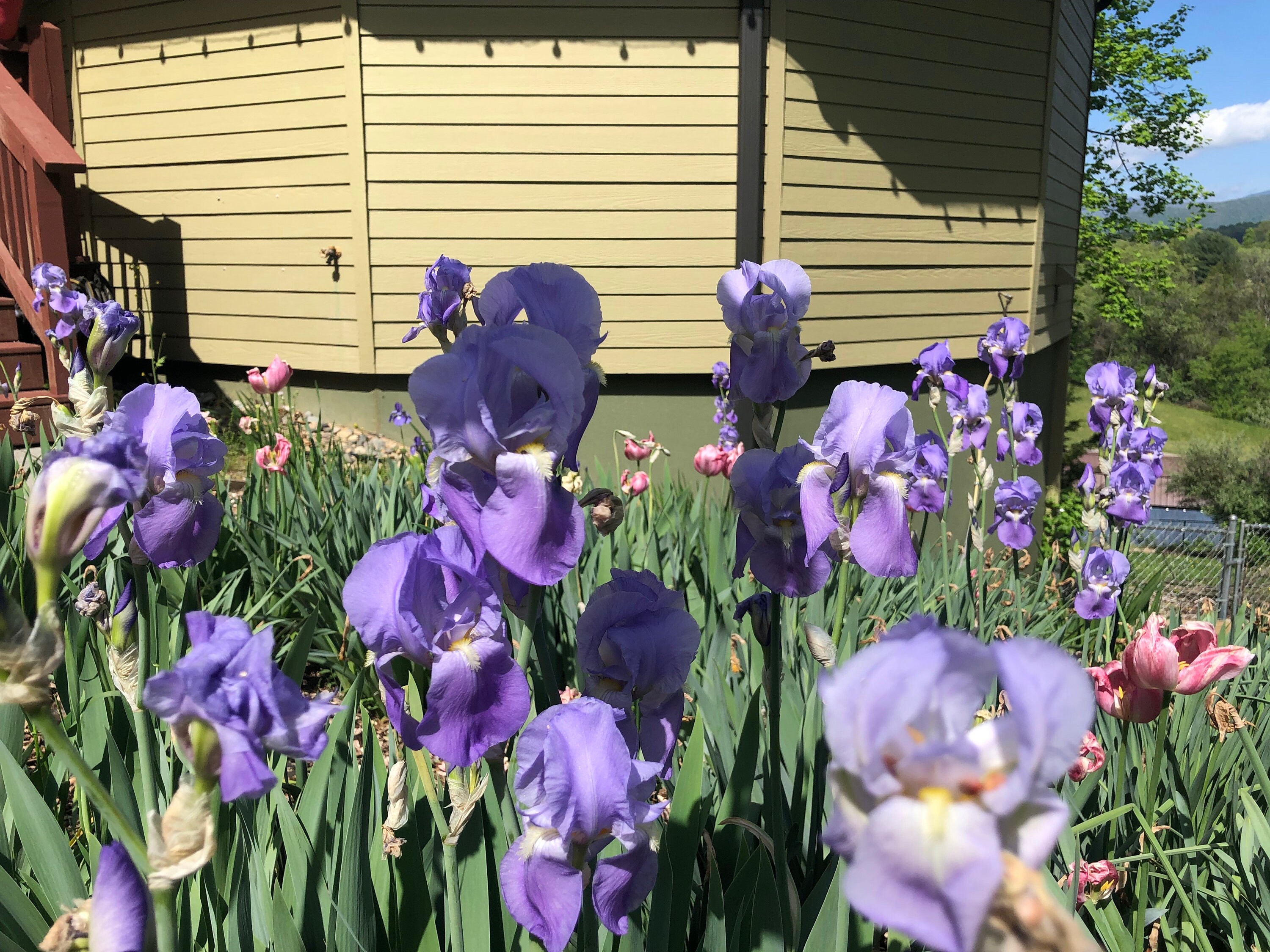 7 Tall Bearded Iris Rhizome Light Purple Live Plants Bulbs Perennial - Etsy