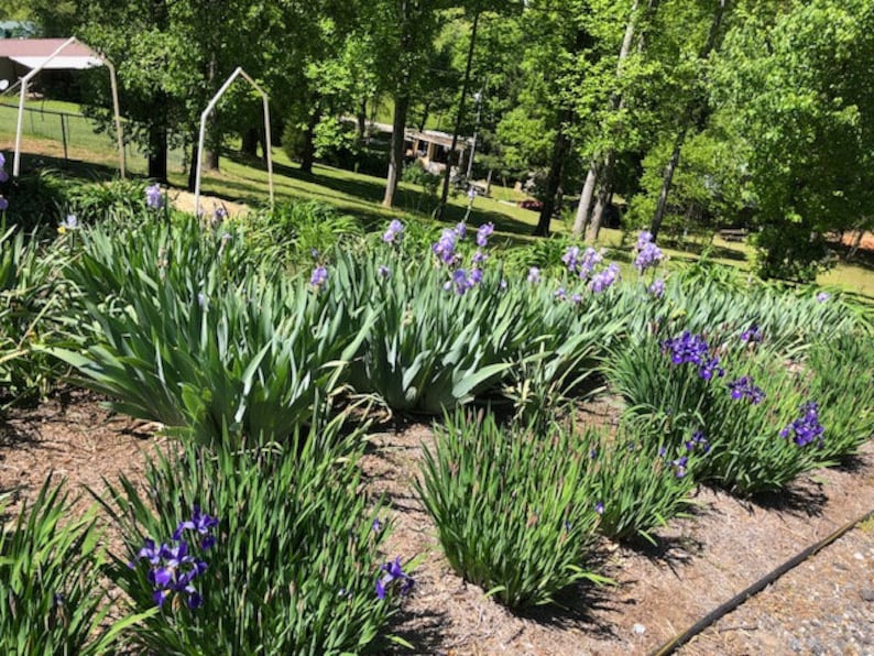 Siberian IRIS Caesar's Brother Bright Purple Perennial 12 Live Plants ...