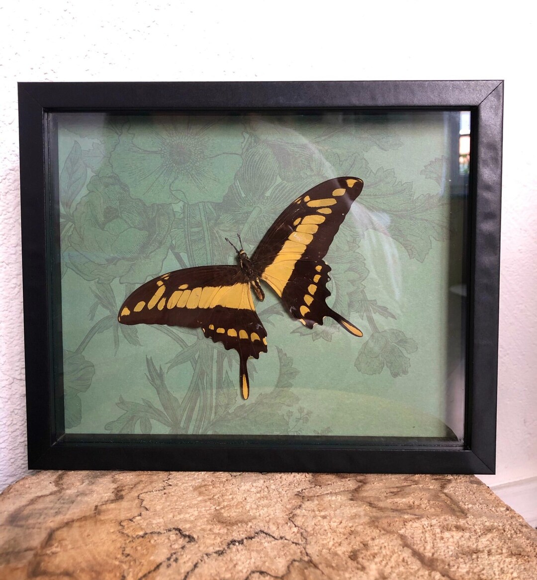 CADRE VRAI PAPILLON - Etsy