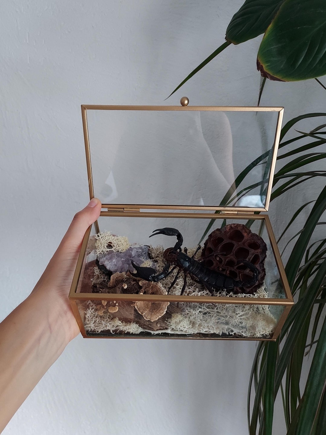 Diorama Composition Florale Et Scorpion - Etsy