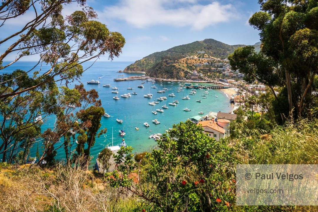 Catalina Island Art: Catalina Harbor Art, Santa Catalina Poster, Avalon ...