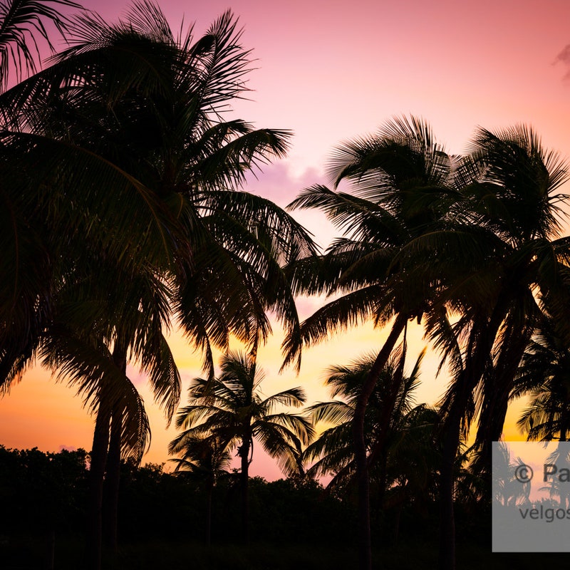 Palm Tree Poster - Etsy