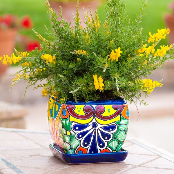 Mexican Plant Saucer - Etsy