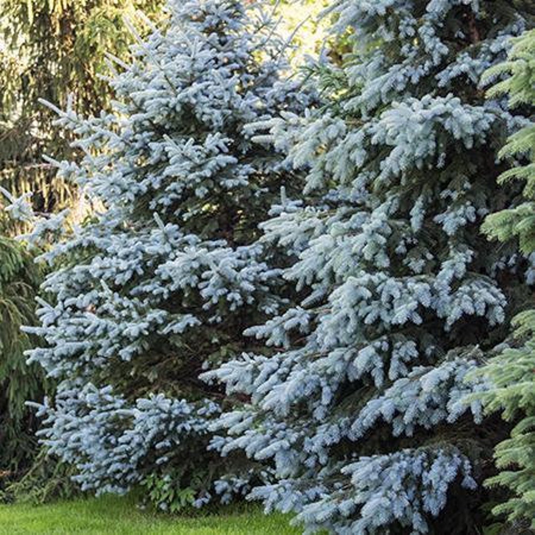 Blue Spruce Tree Seeds - Etsy