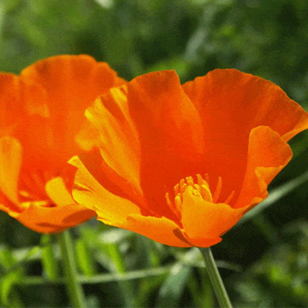 California Golden Poppy Seeds - Etsy