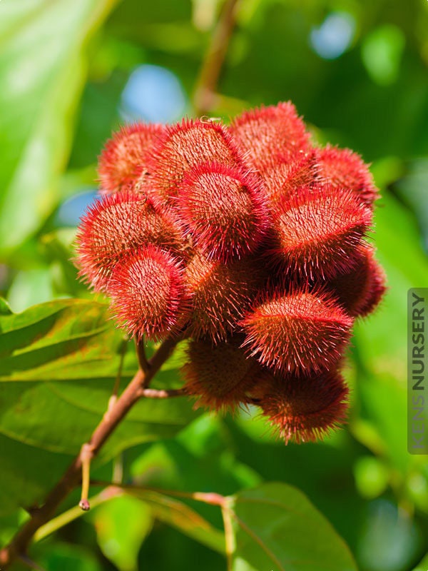 Lipstick Tree Seeds - Etsy