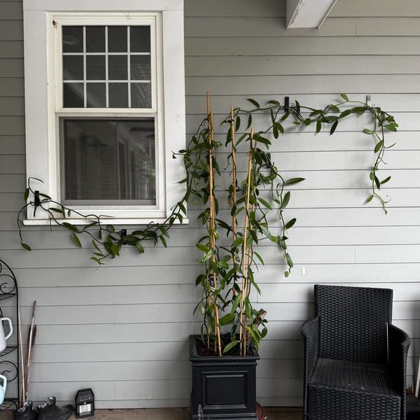 Mature Orchid Plants - Etsy