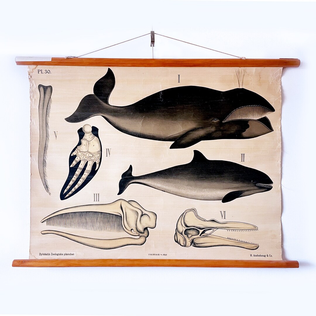 Vintage School Chart Anatomy of the Whale Dybdahl's - Etsy