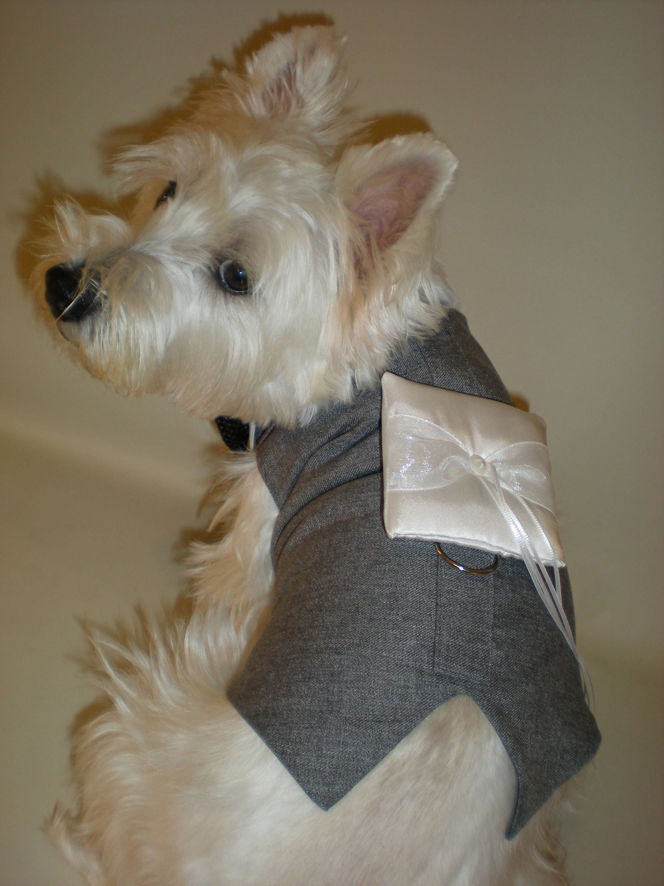 How Do I Make My Dog A Ring Bearer