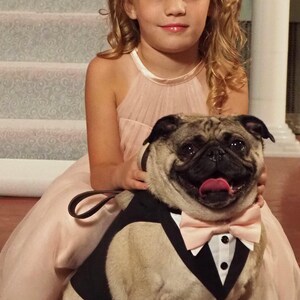 Blue Formal Dog Tuxedo, Dog Wedding Tuxedo , Dog Attire , Pet Clothing ...