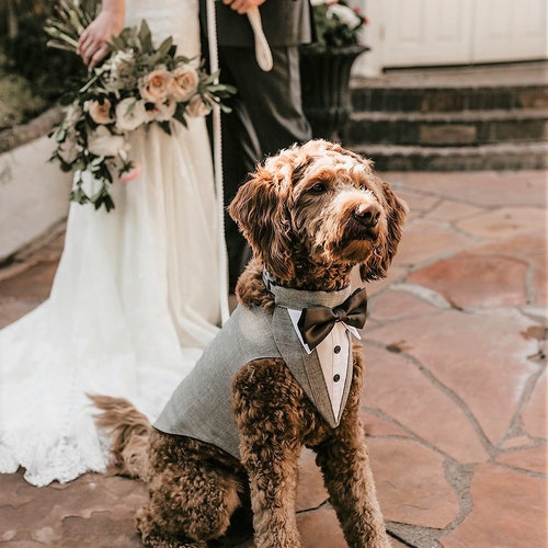 Navy Blue Dog Tuxedo With Blush Bow Tie Dog Wedding Attire - Etsy Australia