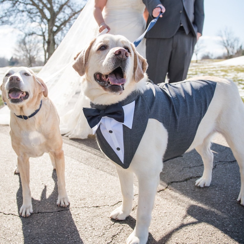 Wedding Dog Dress - Etsy