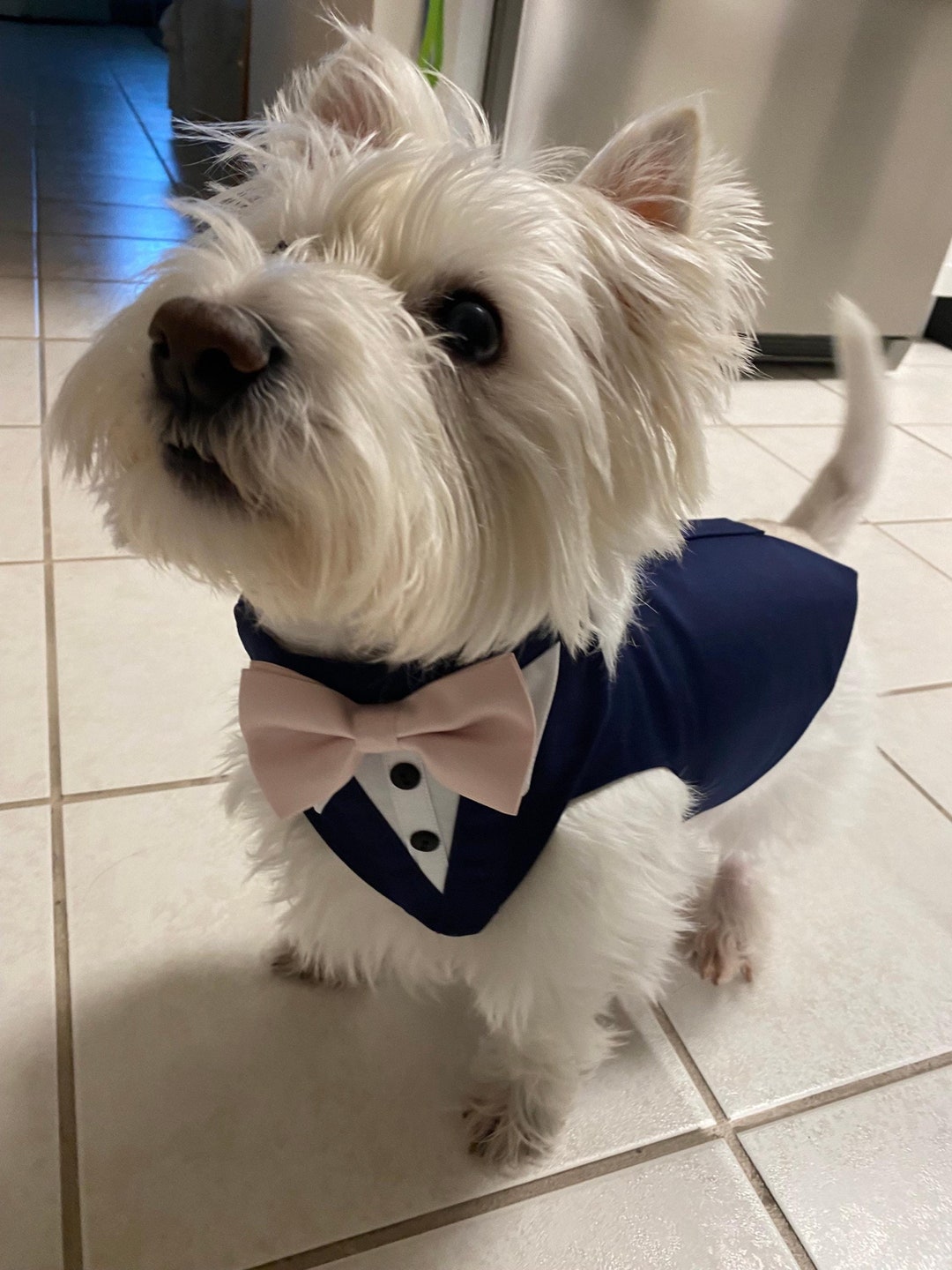 Blue Formal Dog Tuxedo, Dog Wedding Tuxedo , Dog Attire , Pet Clothing ...