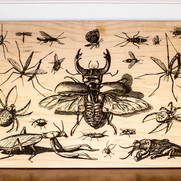 Insect Collection - Etsy