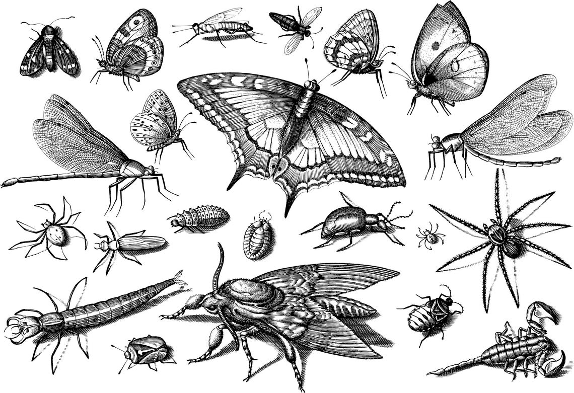 11 Highly Detailed Insect Collection SVG Digital Files for Laser ...
