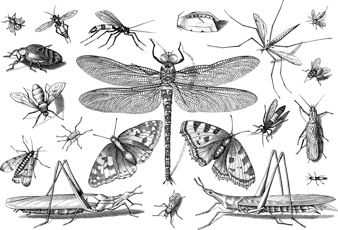 11 Highly Detailed Insect Collection SVG Digital Files for Laser ...