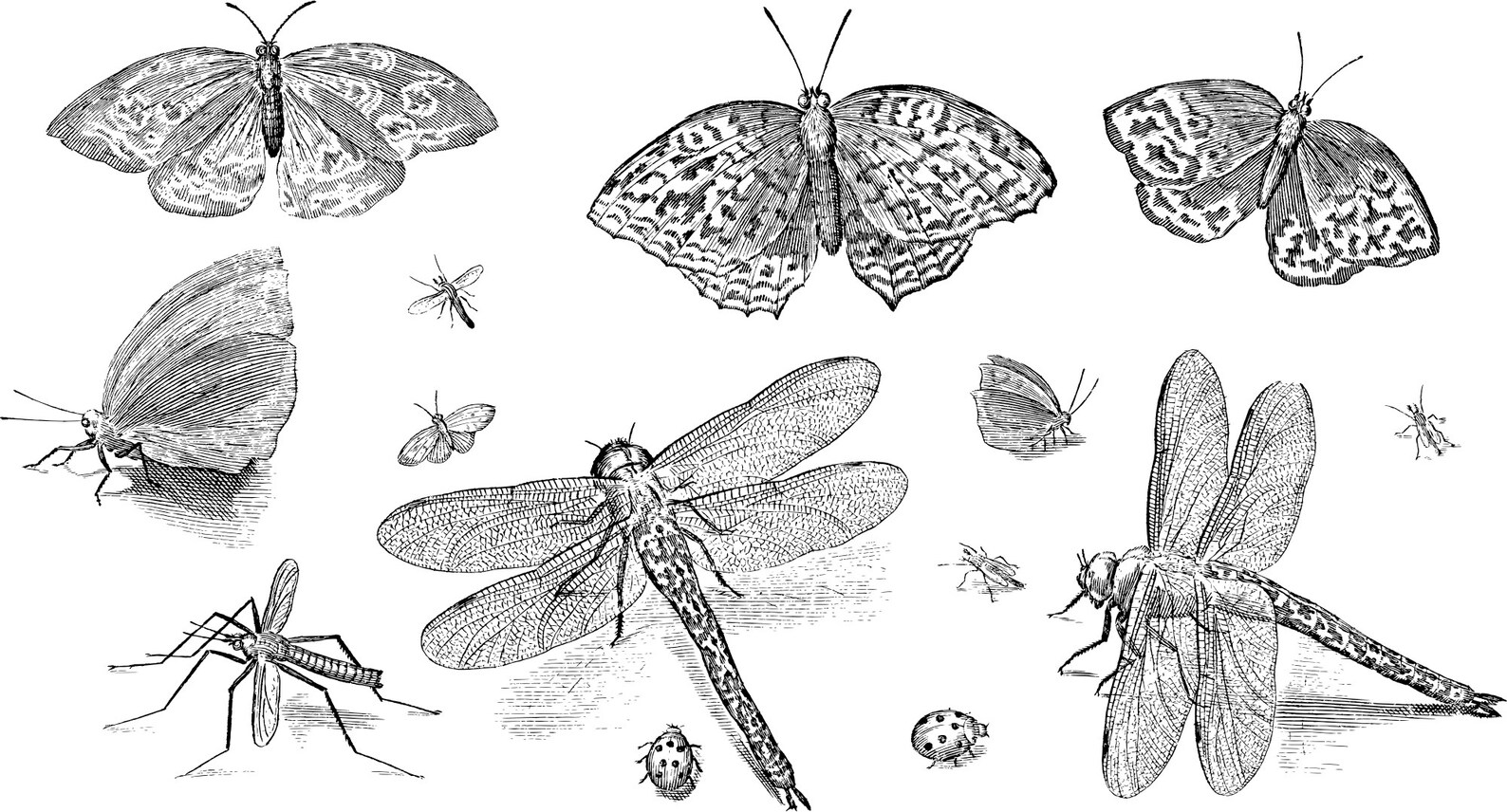 11 Highly Detailed Insect Collection SVG Digital Files for Laser ...