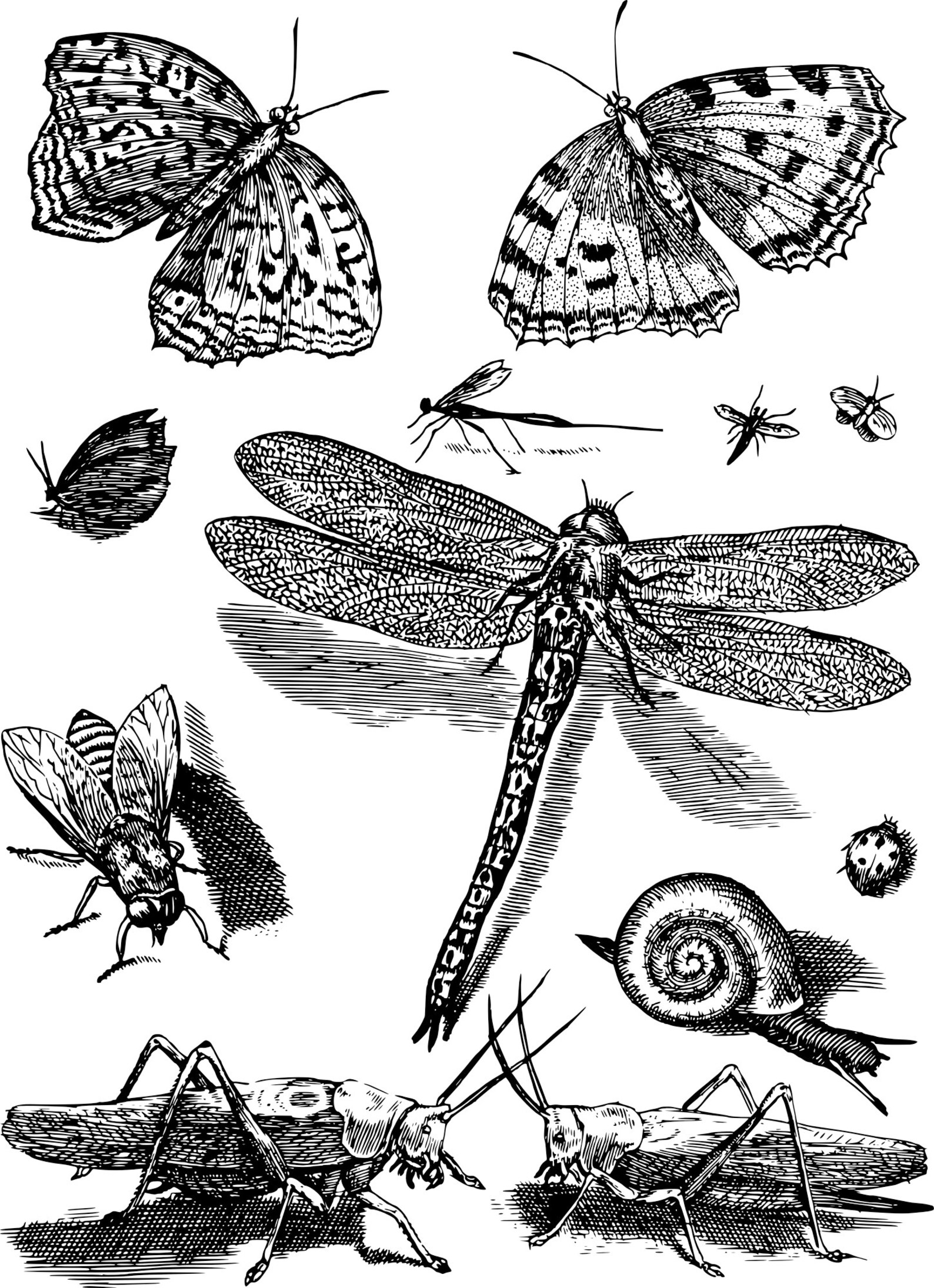 11 Highly Detailed Insect Collection SVG Digital Files for Laser ...