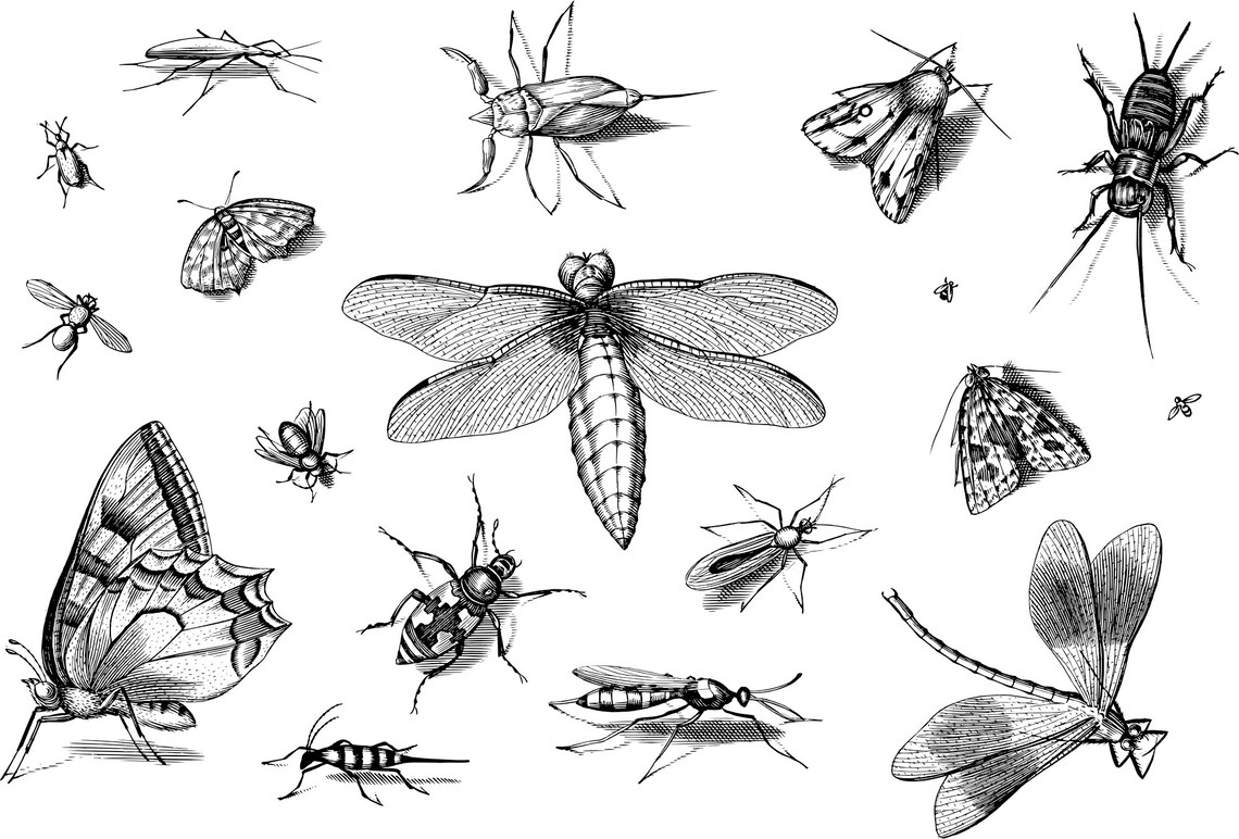 11 Highly Detailed Insect Collection SVG Digital Files for Laser ...