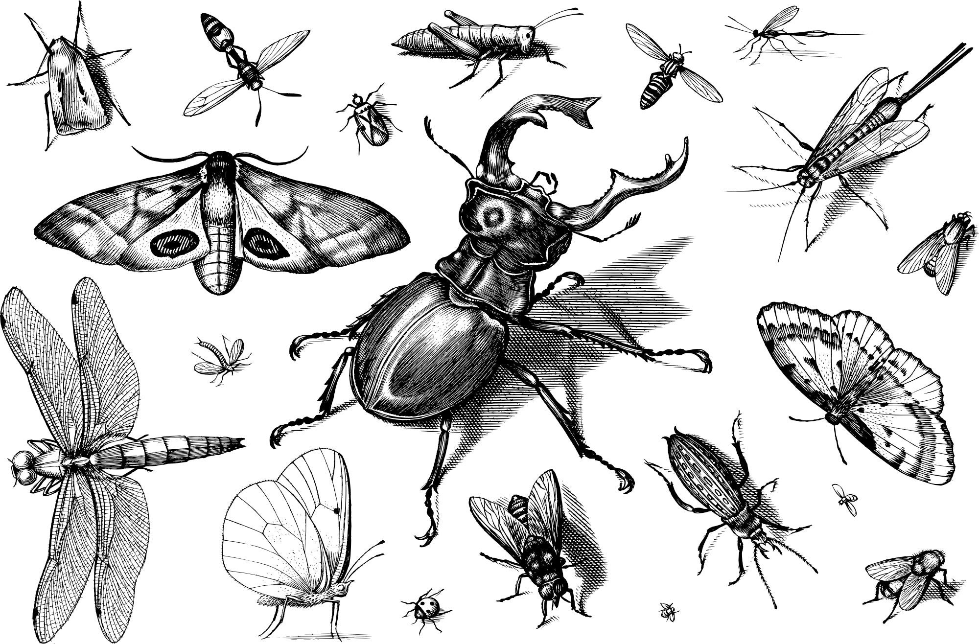 11 Highly Detailed Insect Collection SVG Digital Files for Laser ...