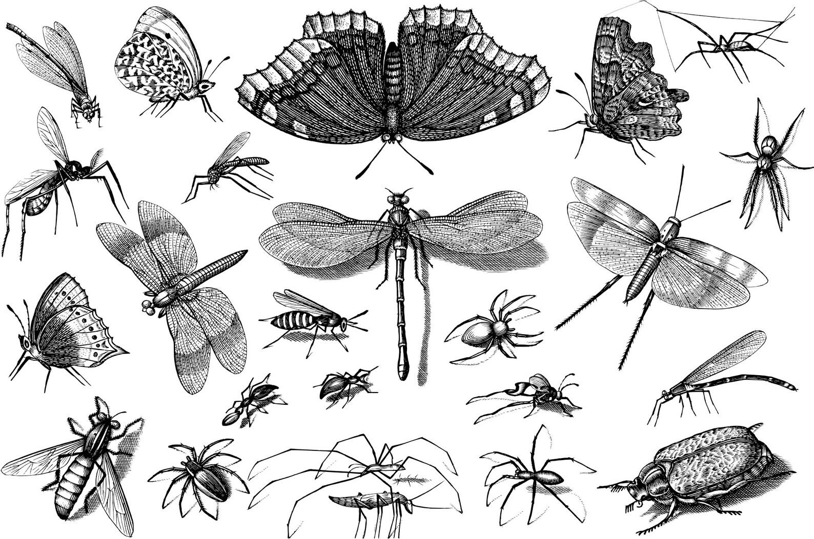 11 Highly Detailed Insect Collection SVG Digital Files for Laser ...