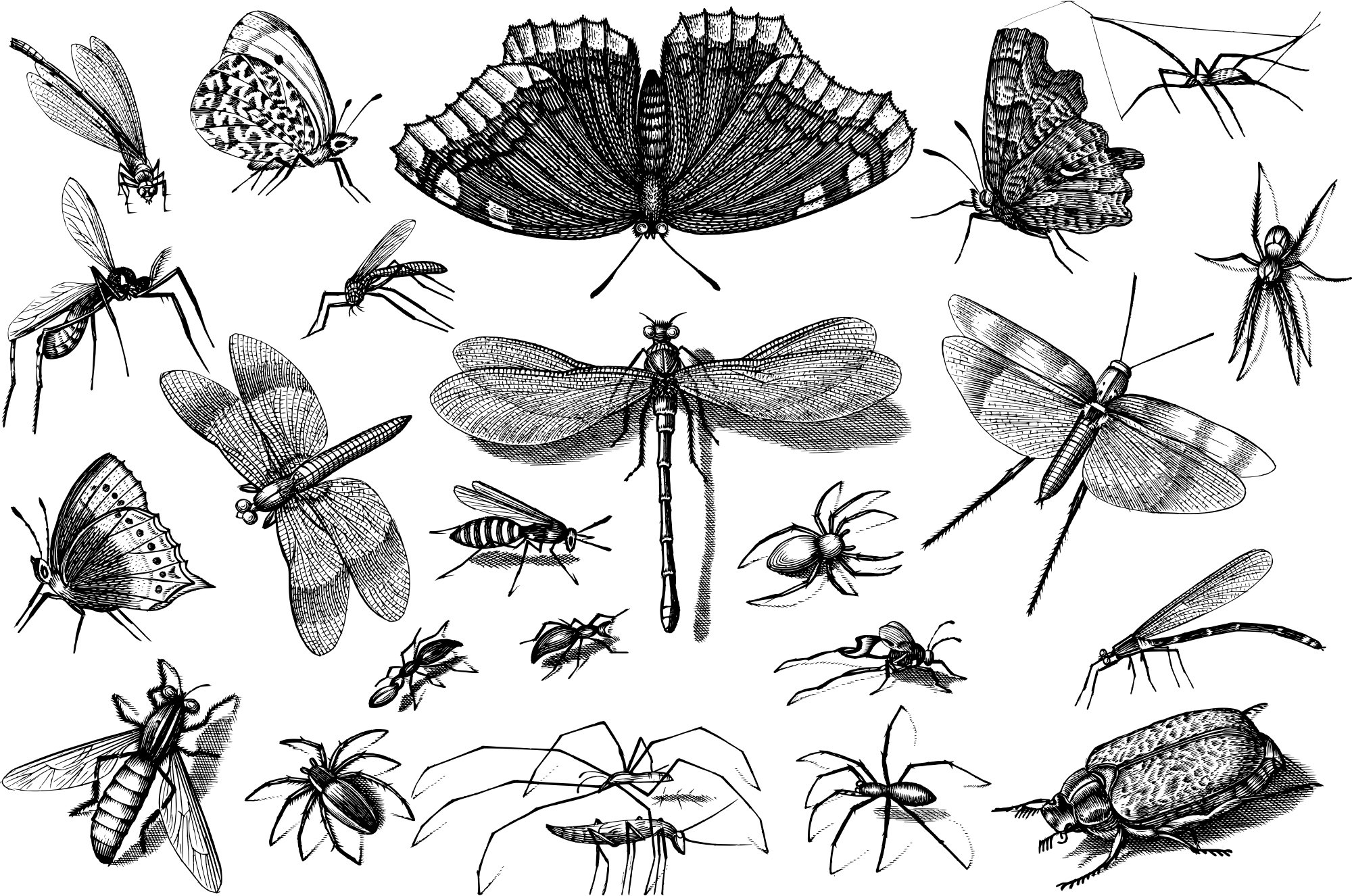 11 Highly Detailed Insect Collection SVG Digital Files for Laser ...