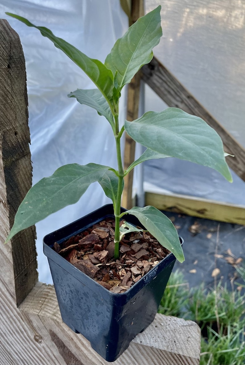 Florida Fire Spike, Cardinal Guard, Scarlet Flame Starter in 4 Inch Pot ...