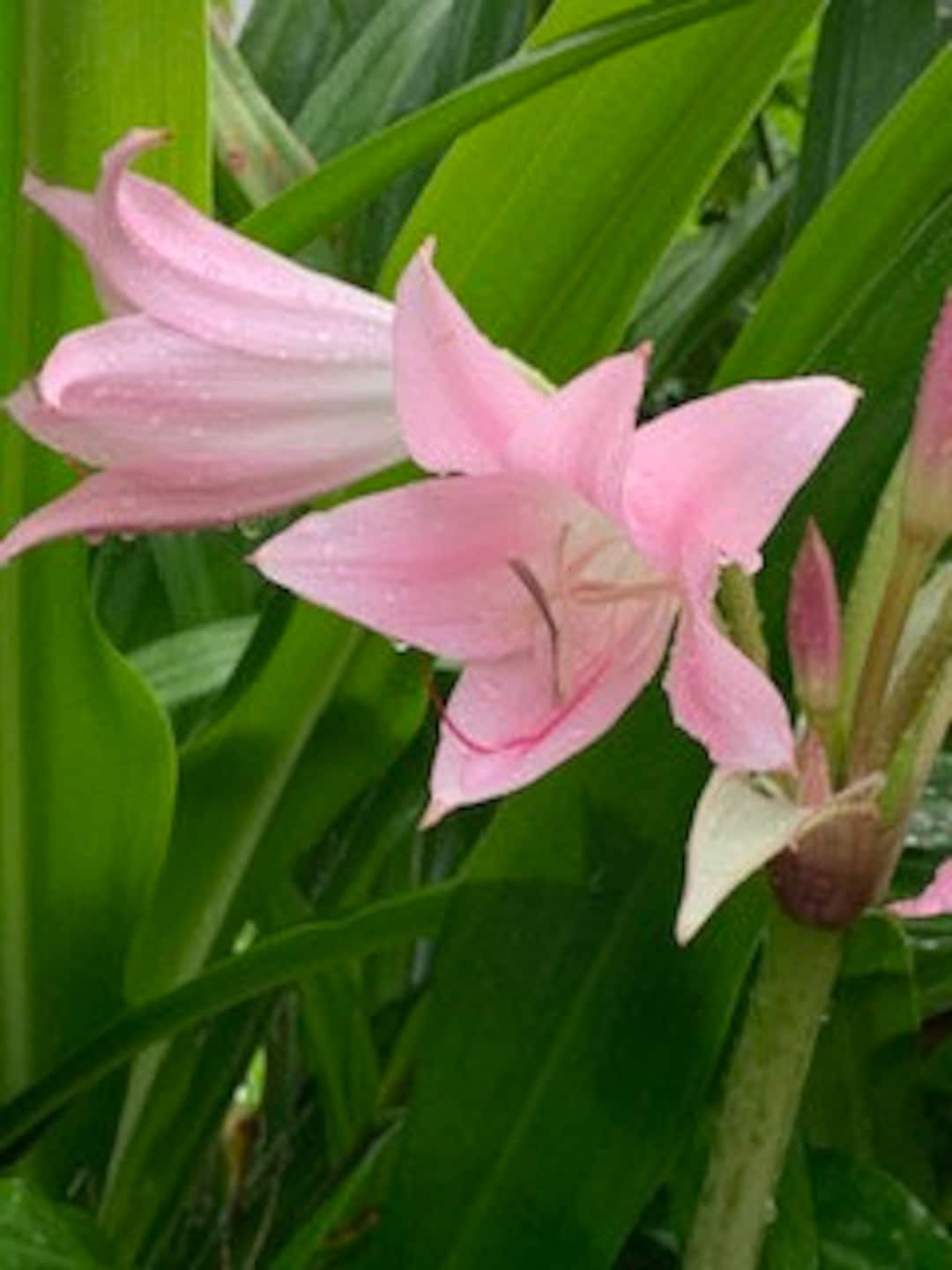 Pink Crinum Lily Bulb - Etsy