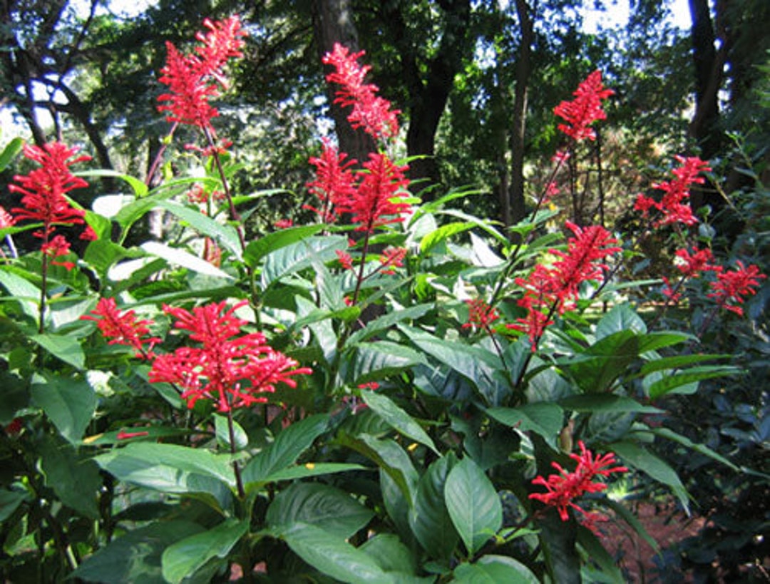 Florida Fire Spike, Cardinal Guard, Scarlet Flame Starter in 4 Inch Pot ...