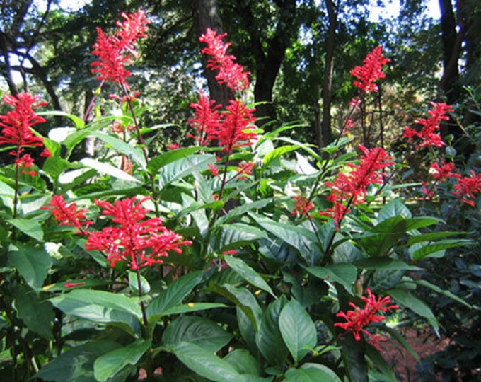 Florida Fire Spike, Cardinal Guard, Scarlet Flame Starter in 4 Inch Pot ...