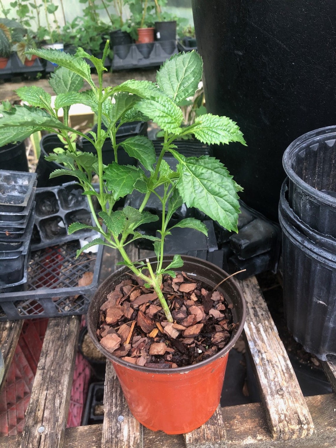 Purple Porterweed Plant - Etsy