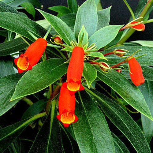 Asarina Red Climber Climbing Snapdragon Creeping Snapdragon - Etsy