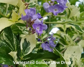 Live Duranta Eracta | ESAPPHIRE SHOWERS | Sky Flowers | Pigeon Berry ...