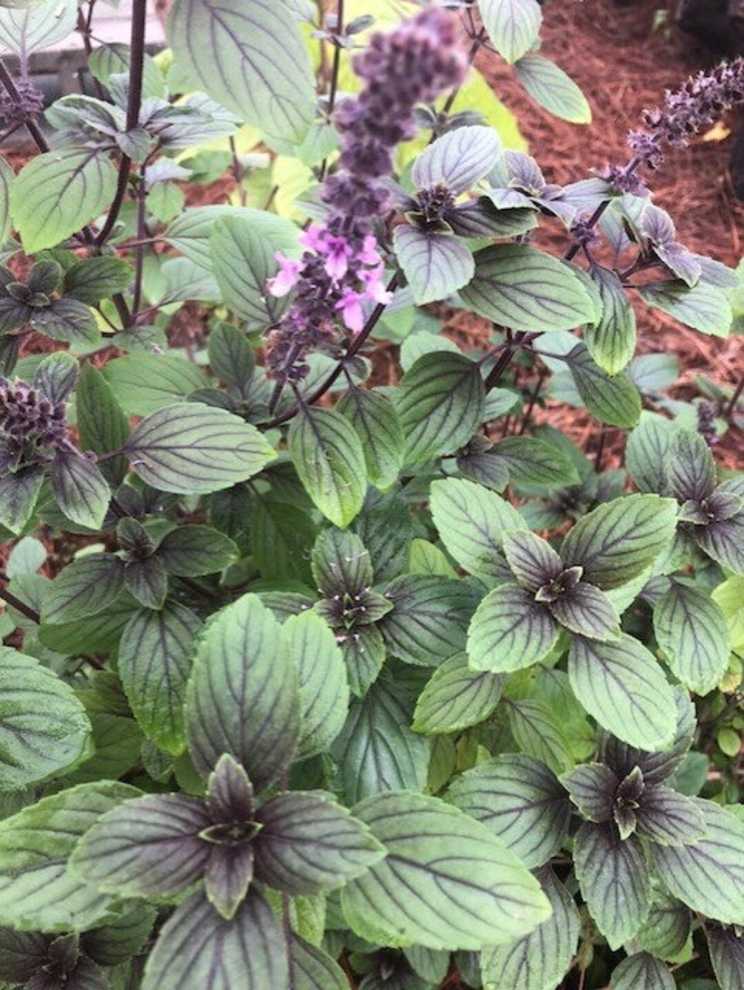 African Blue Basil Plant Starter - Etsy