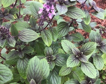 African Blue Basil Plant - Etsy