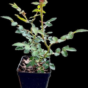 Red Cascade Rose - Etsy