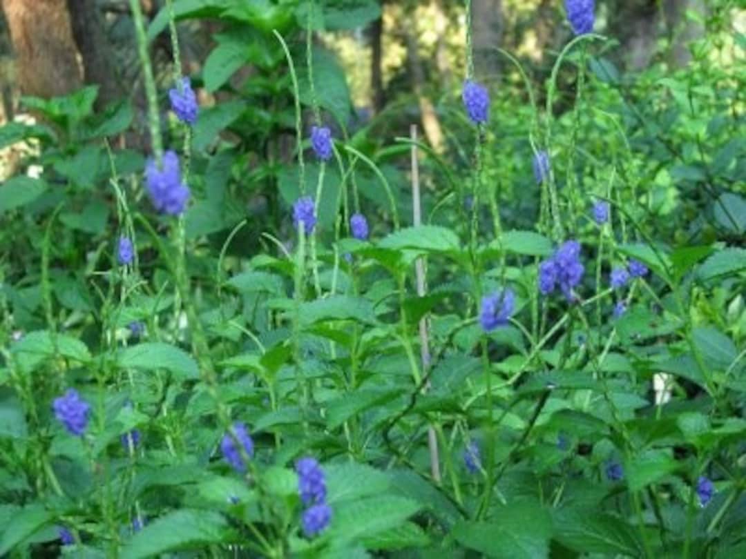 Purple Porterweed Plant - Etsy