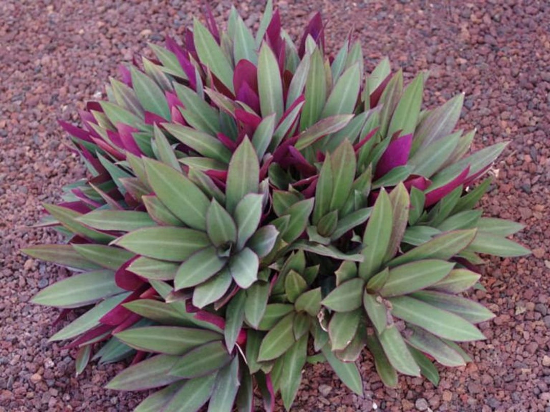 Oyster Plant Moses-in-the-cradle Tradescantia Spathacea - Etsy