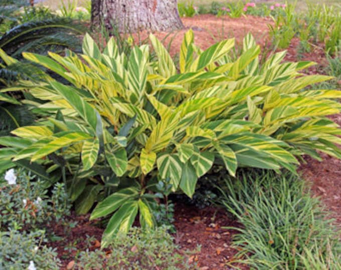 Variegated Shell Ginger Live Plant - Etsy