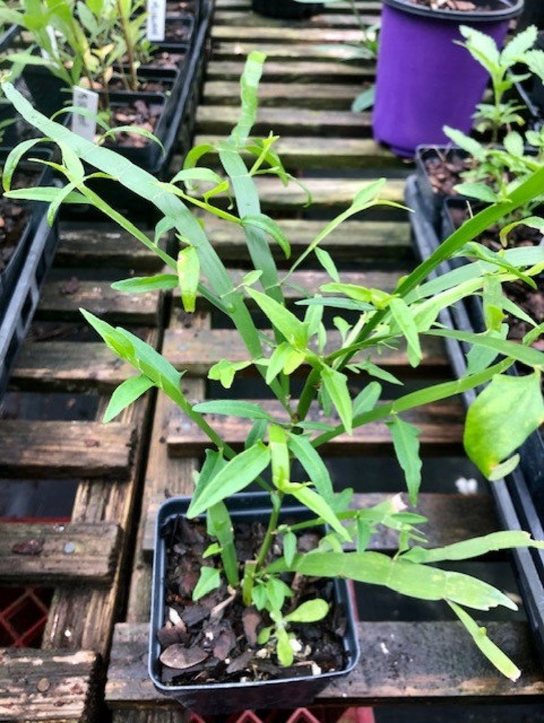 Ribbon Fern, Tapeworm Plant, Ribbon Bush 4inch Plant - Etsy