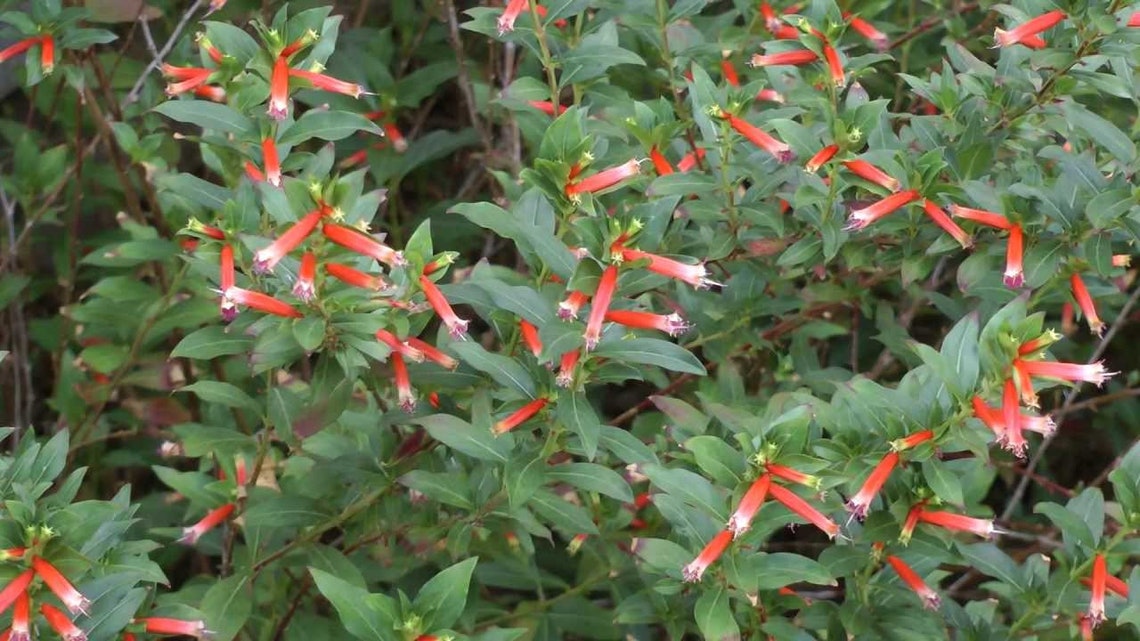 Cigar Plant 4inch, Firecracker Plant, Cuphea Ignea - Etsy