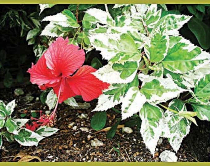 Snow Queen/variegated Hibiscus Start - Etsy