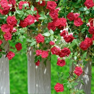 Red Cascade Rose - Etsy